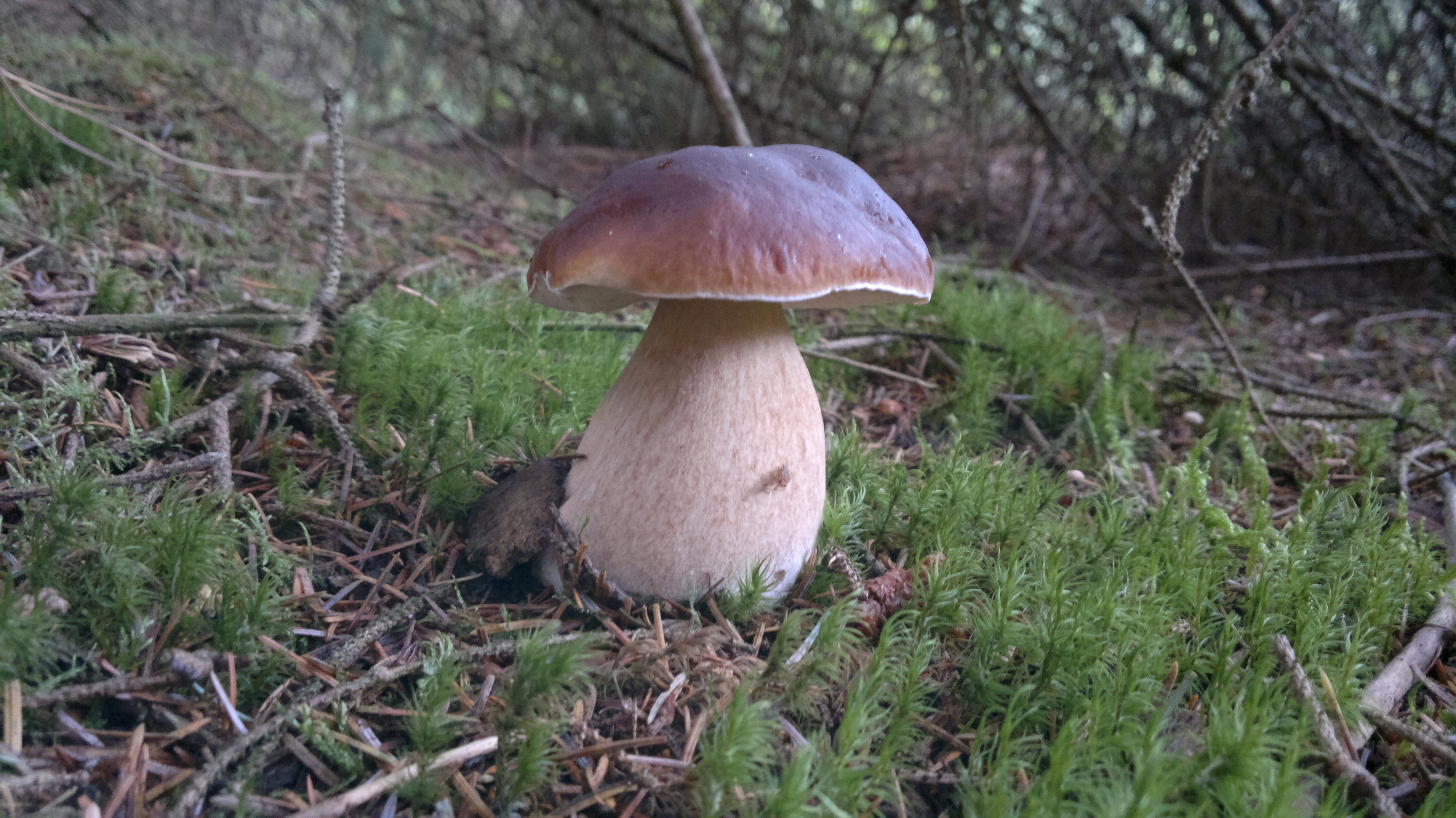 CEP - Cep (disambiguation) - JapaneseClass.jp