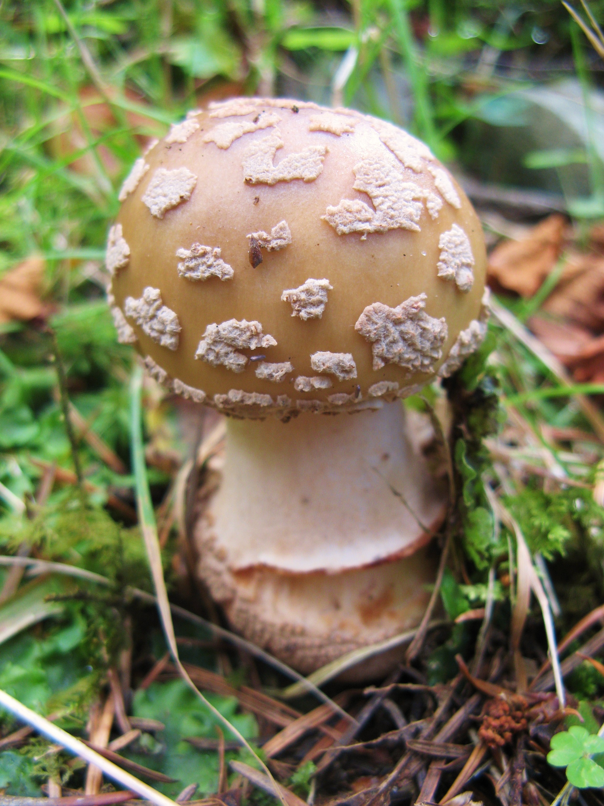 The Blusher – Edibility, Identification, Distribution – Galloway Wild Foods